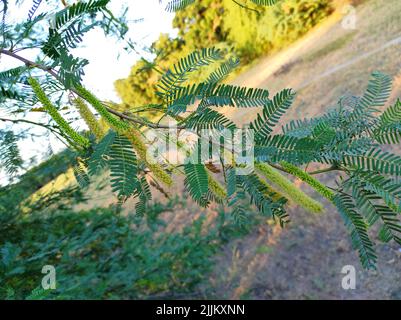 A Beautiful Shot Of Jungli Kikar Fruits And Leave Flower Tree Photos ...