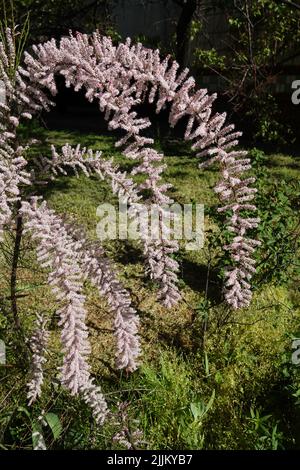 Flowers Grebenshik or Tamarix Gallica or French Tamarisk bush with ...