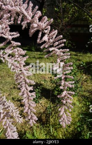 Flowers Grebenshik or Tamarix Gallica or French Tamarisk bush with ...