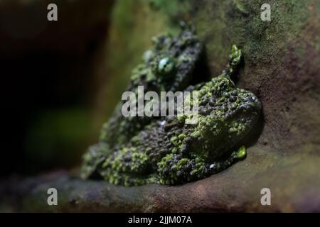 Closeup shot of a toad on a mossy river Stock Photo - Alamy