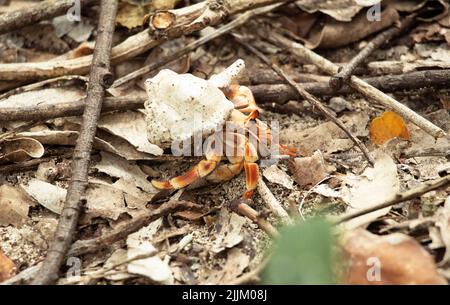A larger member of the Land Hermit Crab family spends most of its life ...