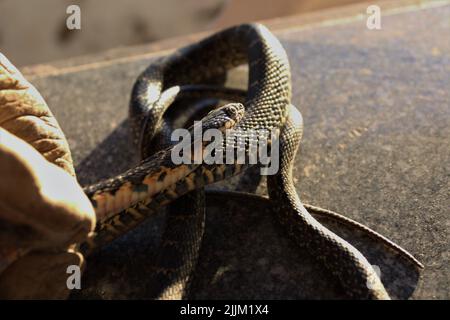 Closeup shot of a small snake on the ground Stock Photo - Alamy