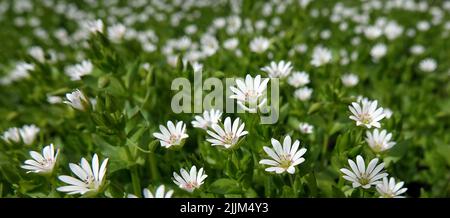 Medium starlet flowers bloom in early spring Stock Photo - Alamy