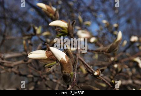 Magnolia tree stellate appearance of flowers in early spring from buds ...
