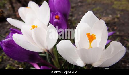 Saffron sowing flowers in early spring with different colors Stock ...