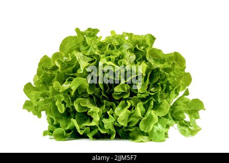 Newly harvested fresh lettuce on isolated white background Stock Photo ...