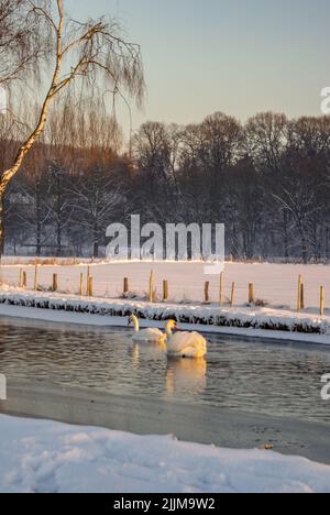 A vertical shot of a white swan swimming in the sea near the shore ...