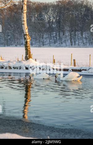 A vertical shot of white swans swimming in the sea at sunset Stock ...