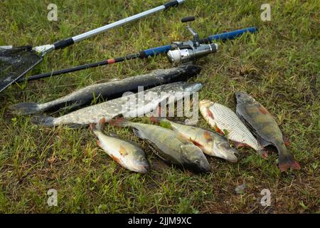 The big catch in early summer morning Stock Photo - Alamy