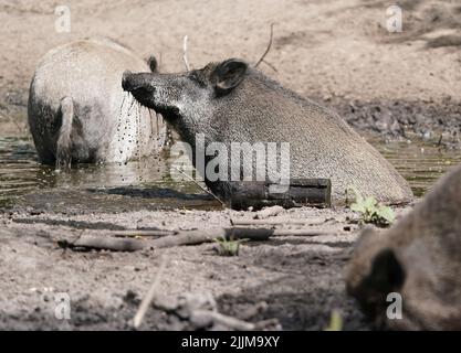 27 July 2022, Schleswig-Holstein, Heidmühlen: A wild boar wallows in a ...