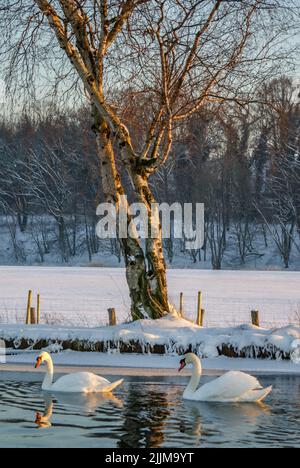 A vertical shot of white swans swimming in the sea at sunset Stock ...