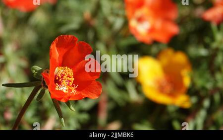Purslane flowers close-up very delicate and beautiful Stock Photo - Alamy