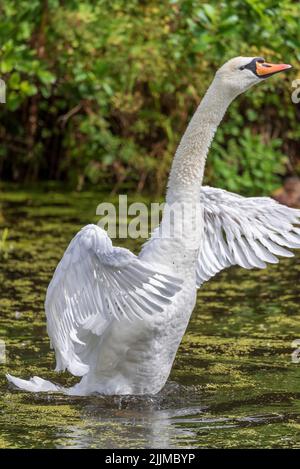 Adult swan stretching its wings Stock Photo - Alamy