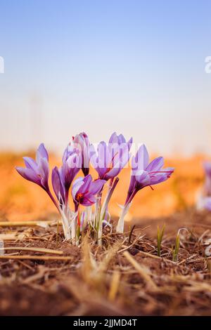 Close-up shot of saffron growing in the field Stock Photo - Alamy