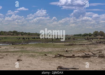 the Boteti river at low tide in summer, Botswana Stock Photo - Alamy