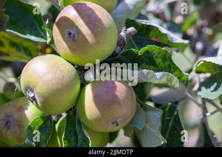 Roxbury Russet Apples growing on a fruit tree Stock Photo - Alamy