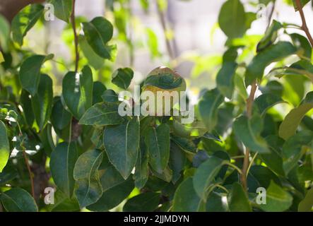 Pears (Pyrus communis) ' Fondante dAutumne' a French heritage pear tree ...