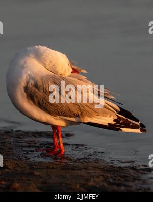 'The Red-billed Gull, once also known as the Mackerel Gull, is a native ...