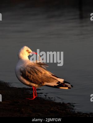 'The Red-billed Gull, once also known as the Mackerel Gull, is a native ...