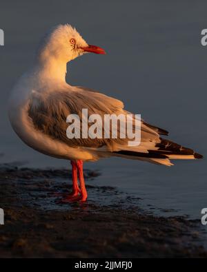 'The Red-billed Gull, once also known as the Mackerel Gull, is a native ...