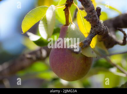 Heritage Pears ripening on a fruit tree in a British Summer orchard ...