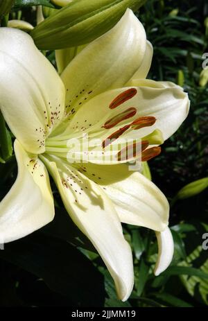 Flower Lily ordinary of different colors Stock Photo - Alamy