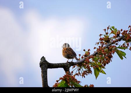 Low angle shot of a sparrow bird on a branch Stock Photo - Alamy