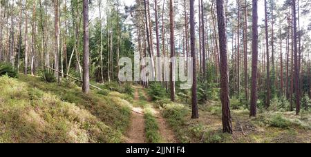 A beautiful view of a landscape with trees and greenery near Patagonia ...