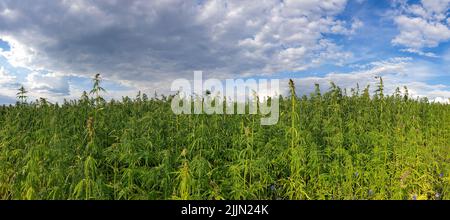 A panoramic shot of an endless cannabis field Stock Photo - Alamy