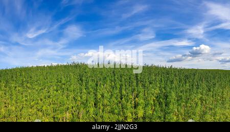 A panoramic shot of an endless cannabis field Stock Photo - Alamy