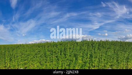 A panoramic shot of an endless cannabis field Stock Photo - Alamy