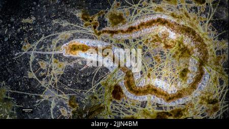 Microscopic oligochaet bristle worm from the genus Stylaria (family ...