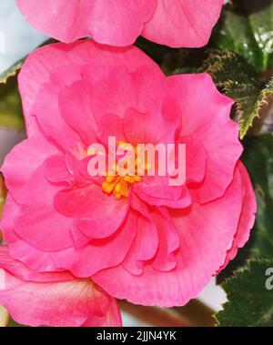 Purslane flowers close-up very delicate and beautiful Stock Photo - Alamy
