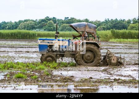 Farmers at work, Muddying of the cultivated land to plant rice ...