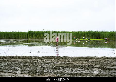 Farmers at work, Muddying of the cultivated land to plant rice ...