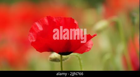 Spring flowering Maca with large red flowers Stock Photo - Alamy