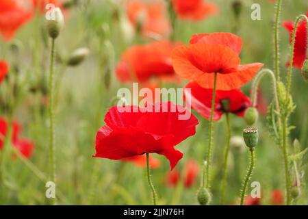 Spring flowering Maca with large red flowers Stock Photo - Alamy