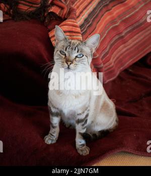 A vertical closeup of a gray cat sitting on a cat tower at home Stock ...