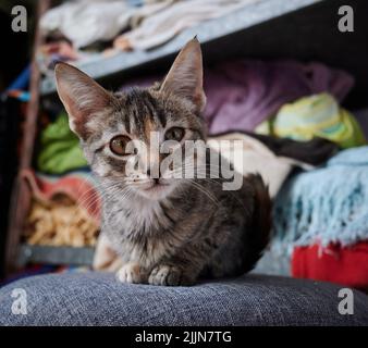 ginger-white, gray-white and black-white cats playing Stock Photo - Alamy