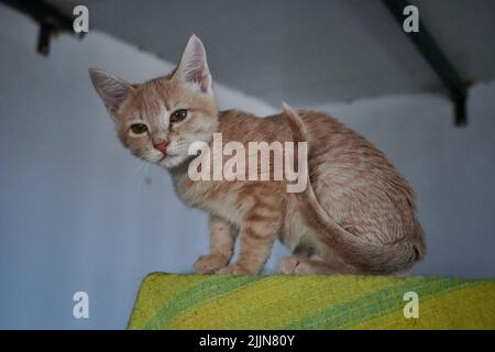 A closeup shot of an adorable furry red cat on the roof Stock Photo - Alamy