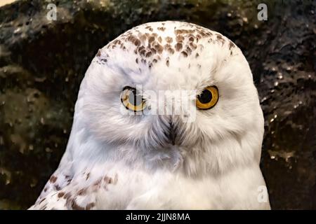 A closeup of a head of owl on a blurred background Stock Photo - Alamy