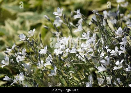 Spring flowering of Stellate white small flowers Stock Photo - Alamy