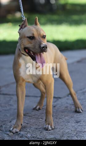 American Staffordshire Terrier close-up frontal portrait on black ...