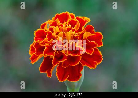 Close View Of Crown Daisy Flower On Natural Background Stock Photo - Alamy