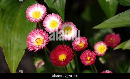 Daisies flowers of different colors decoration of city parks Stock ...