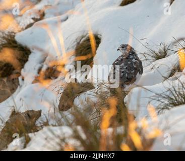 The alpine snow chicken, Lagopus muta, hiding behind the grass Stock ...