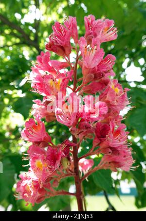 Flowering rare red chestnut tree Stock Photo - Alamy