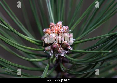 Closeup shot of a blooming pine tree in the forest in spring Stock ...