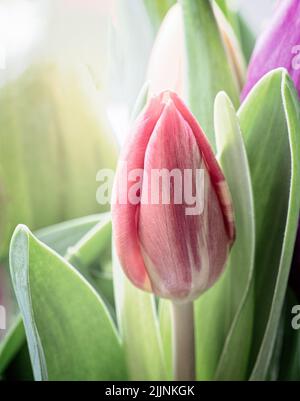 A closeup shot of blooming bright red poppies on a field Stock Photo ...