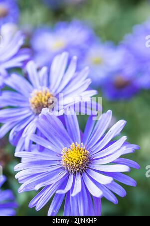 A selective focus shot of purple perennial plant Stock Photo - Alamy